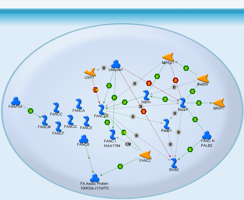 QuAD - FANC DNA damage repair Pathway Map