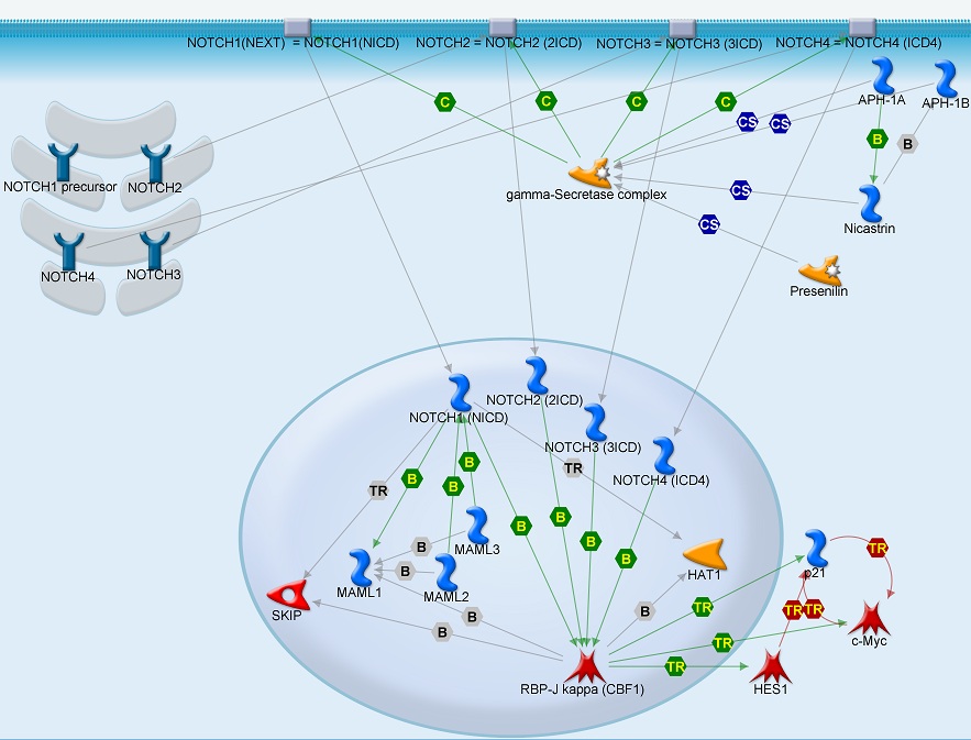 QuAD - Notch inactive/active RBPJ Pathway Map