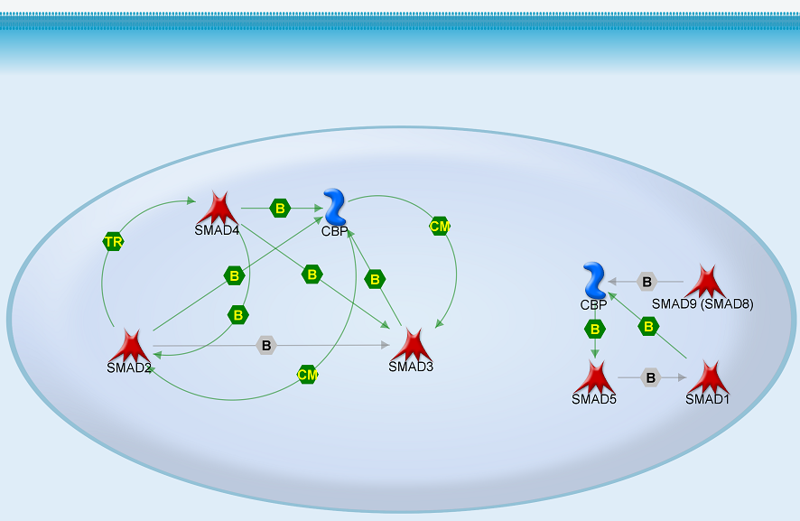 QuAD - BMP Signaling Pathway Map