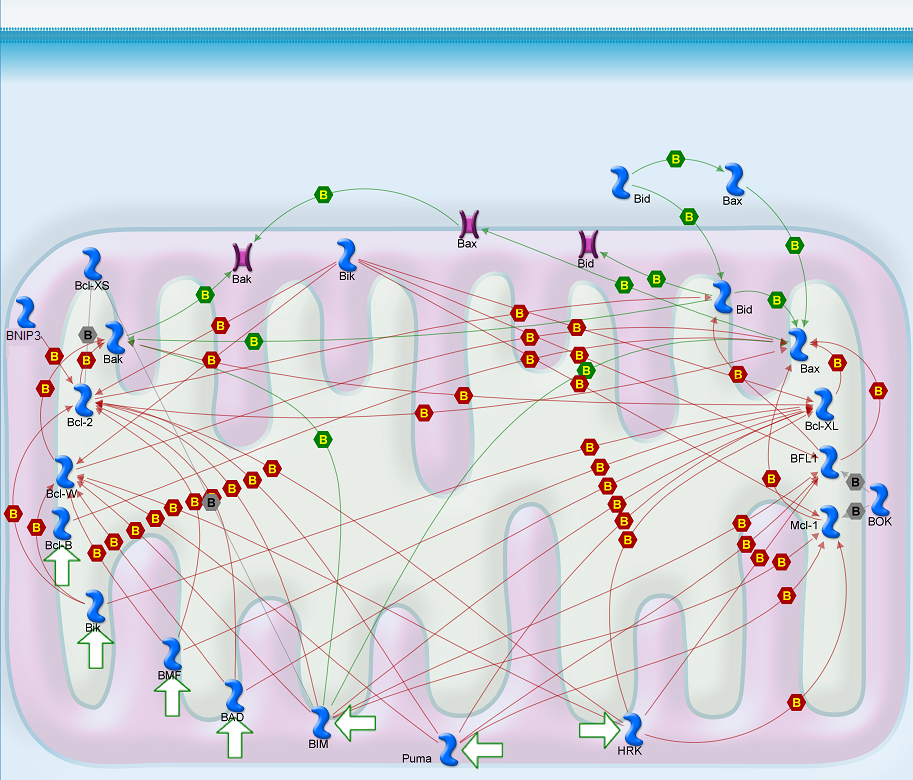 QuAD - Apoptosis mitochondria Pathway Map