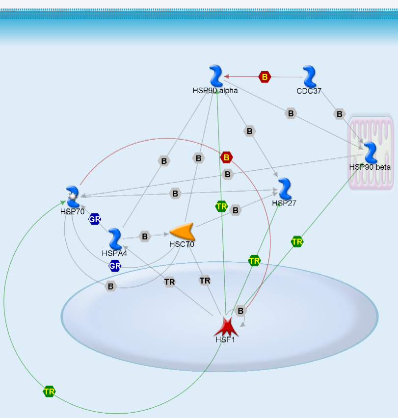 QuAD - Heat shock Pathway Map